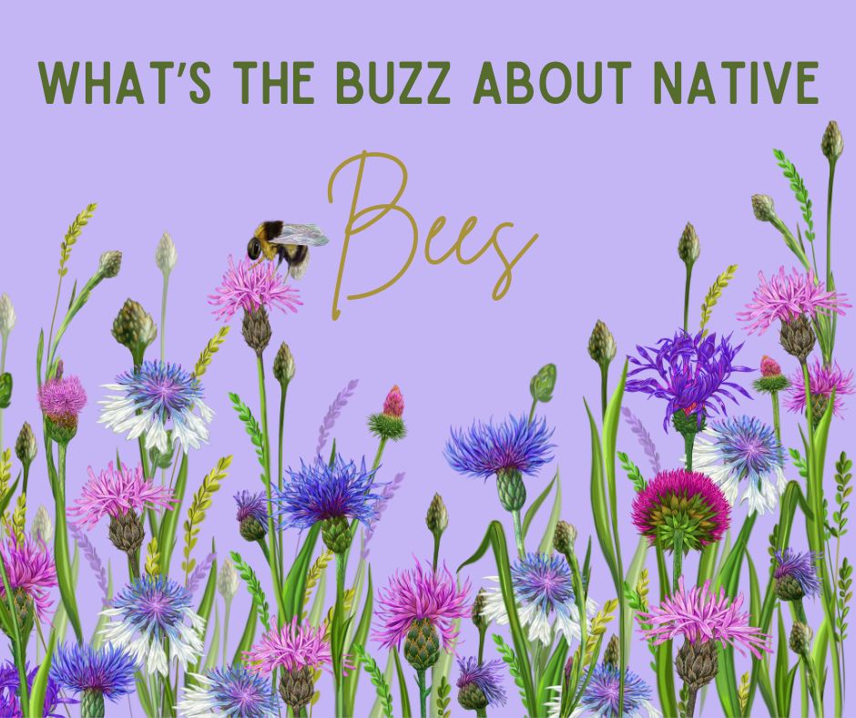 “What’s the Buzz About Native Bees?” | UUCM Happenings